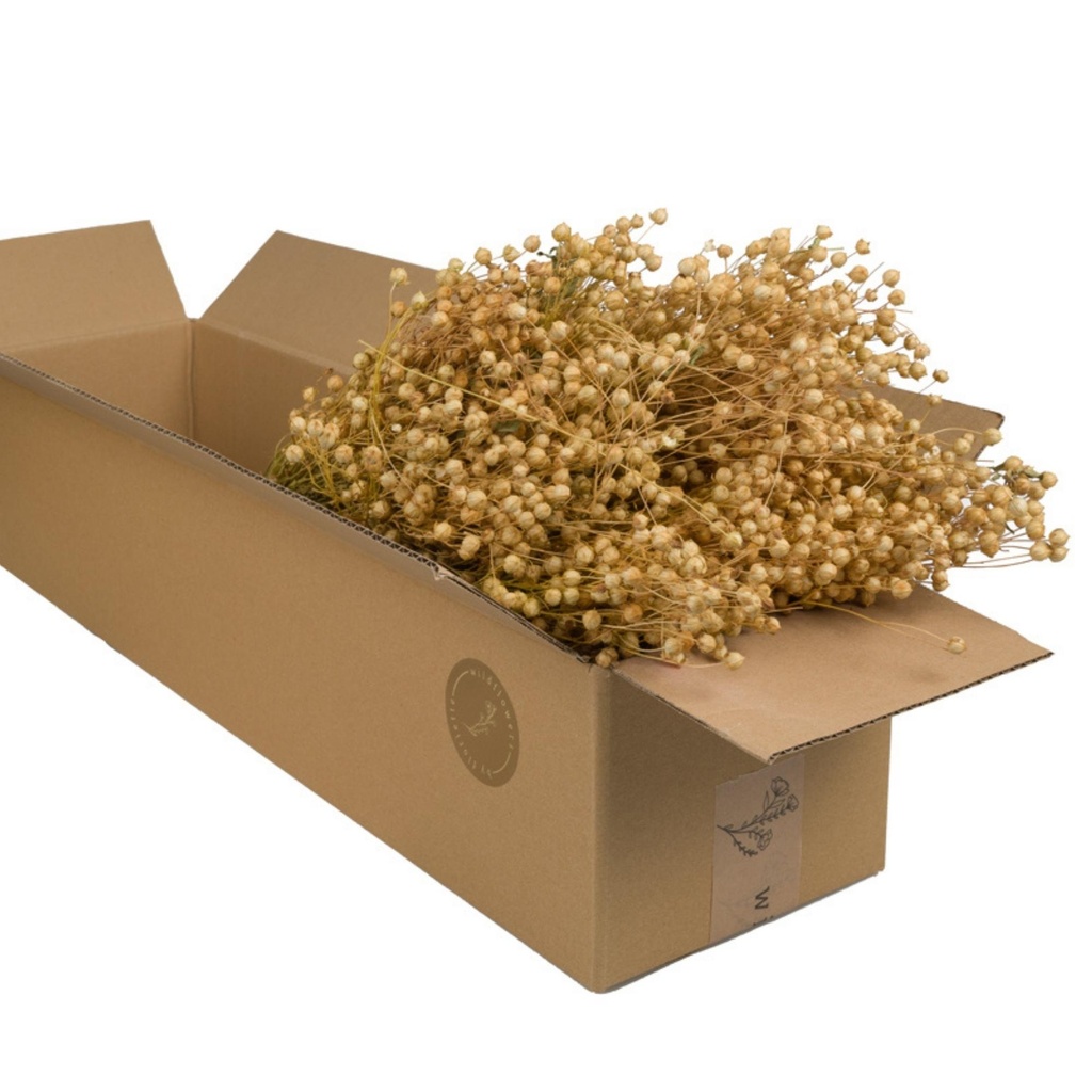 Dried Flowers - Linium Naturel | Floriette Portal